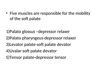 Speech Articulatory System and their structure and function | PPT