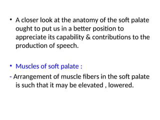 articuLATORY SYSTEM, Speech articulation | PPT