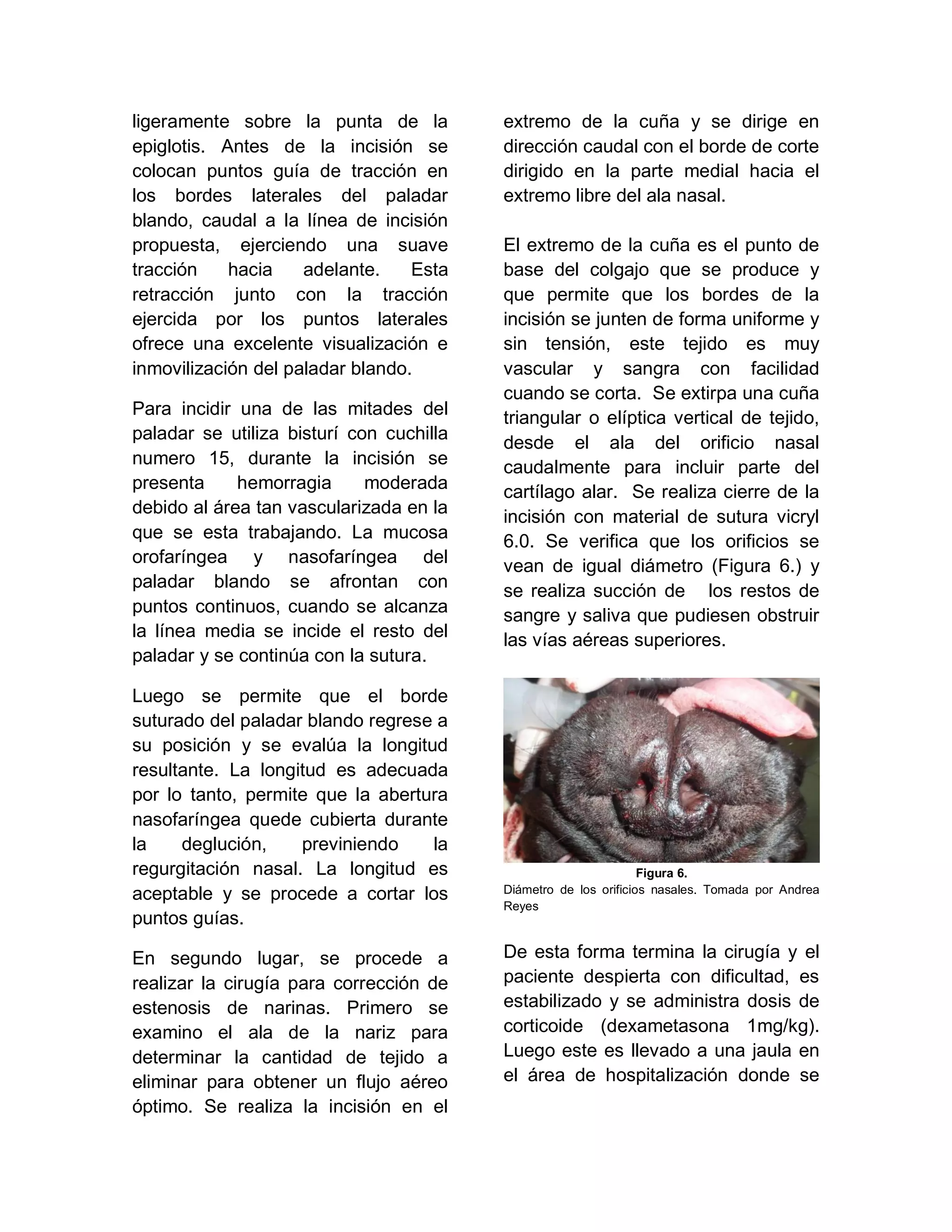 REPORTE DE LA INTERVENCION QUIRURGICA EN UN PERRO DE RAZA BULLDOG ...