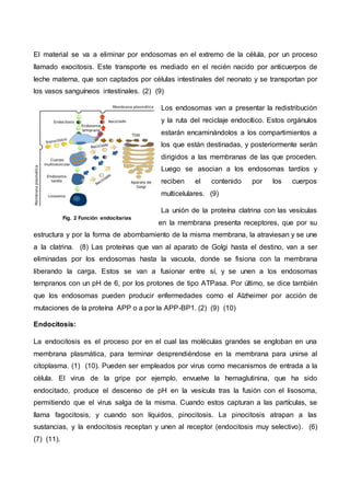 Endosomas | DOCX