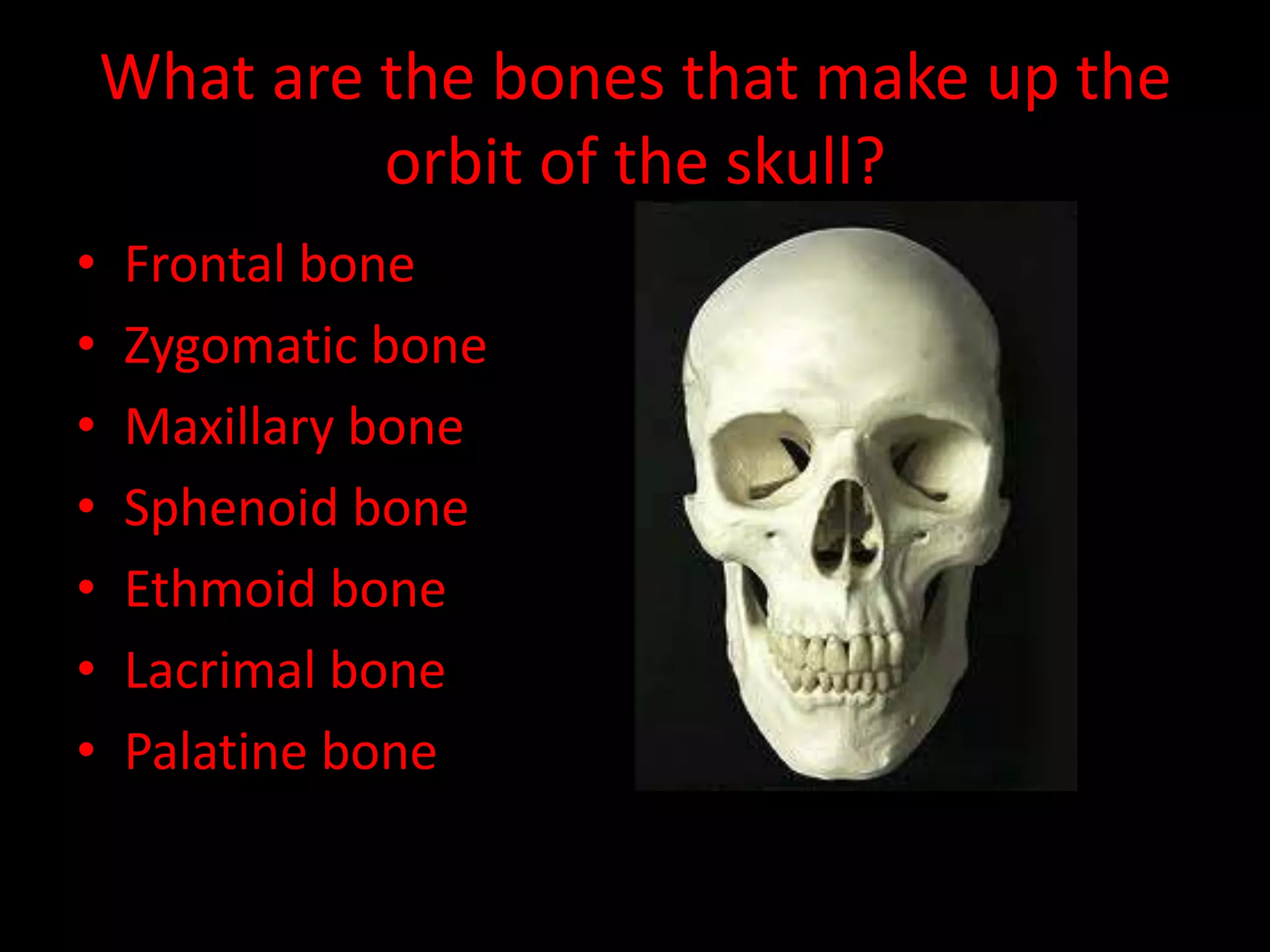 skeletal identification | PPT