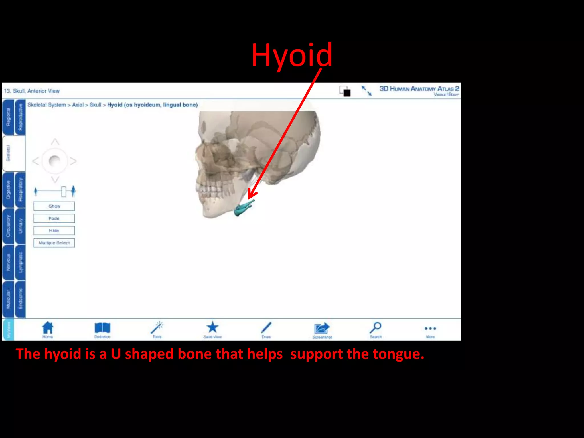 skeletal identification | PPT