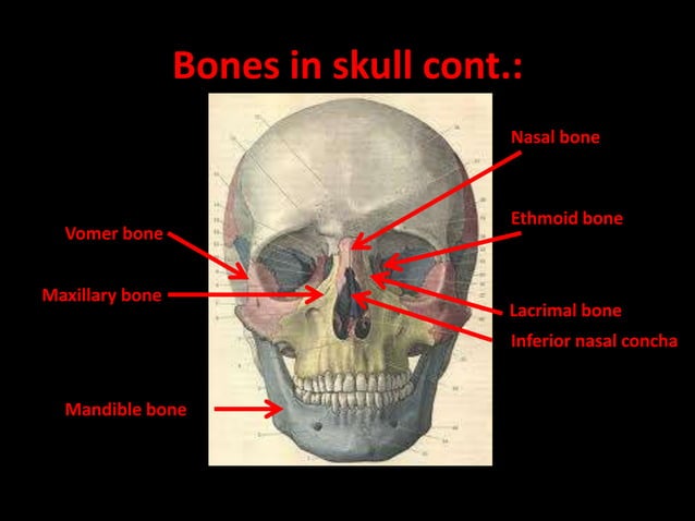 skeletal identification | PPT
