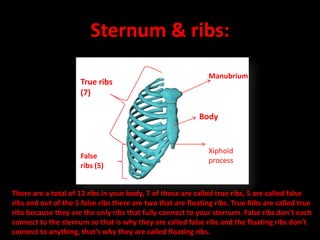 skeletal identification | PPT