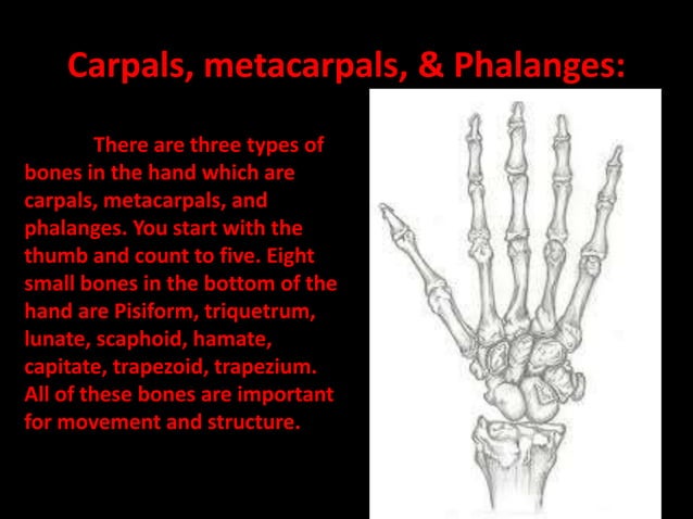 skeletal identification | PPT