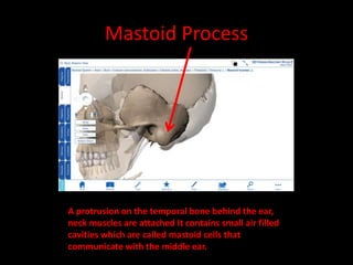 skeletal identification | PPT