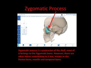 skeletal identification | PPT