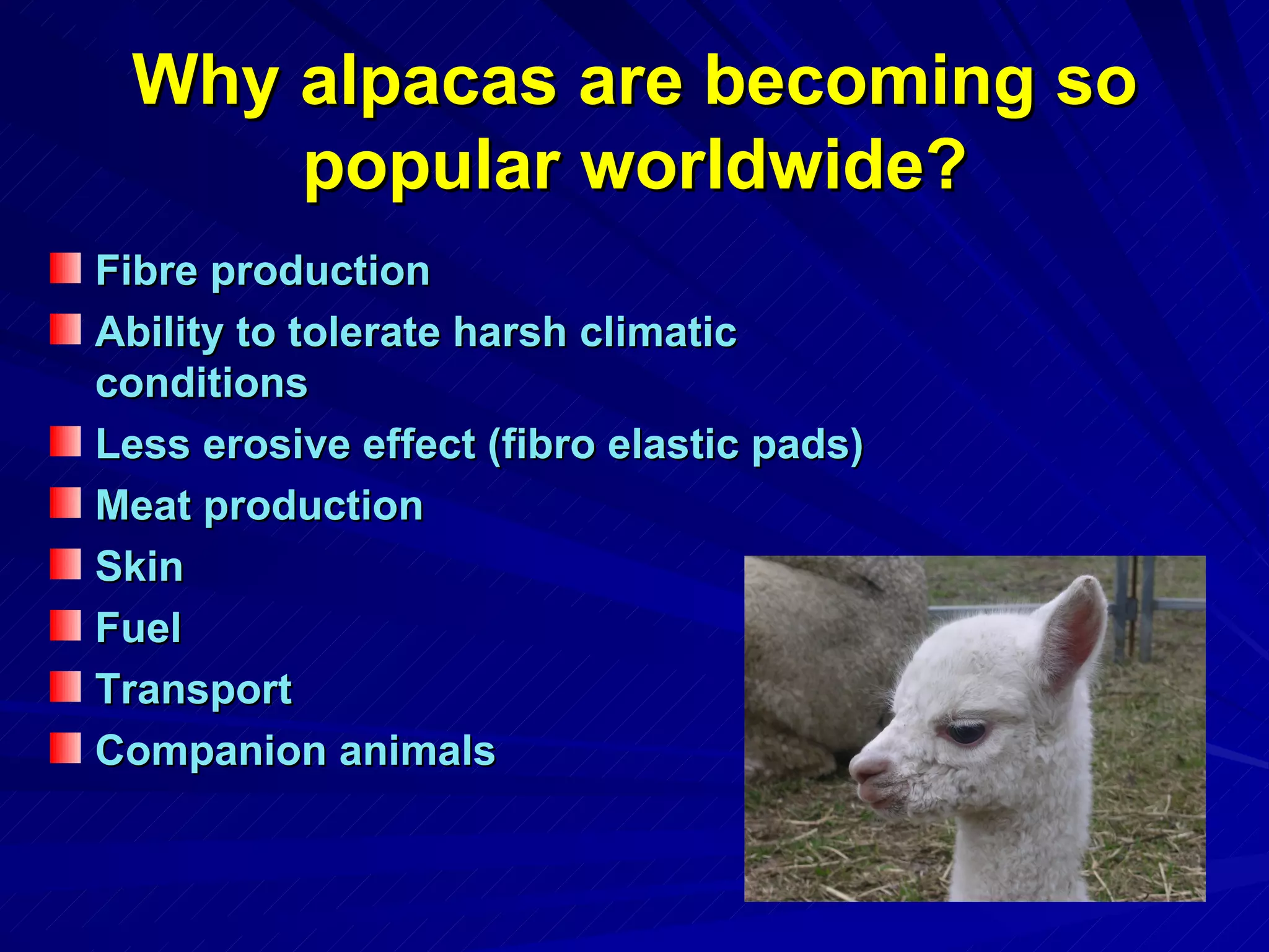 Artificial Insemination in Alpacas | PPT