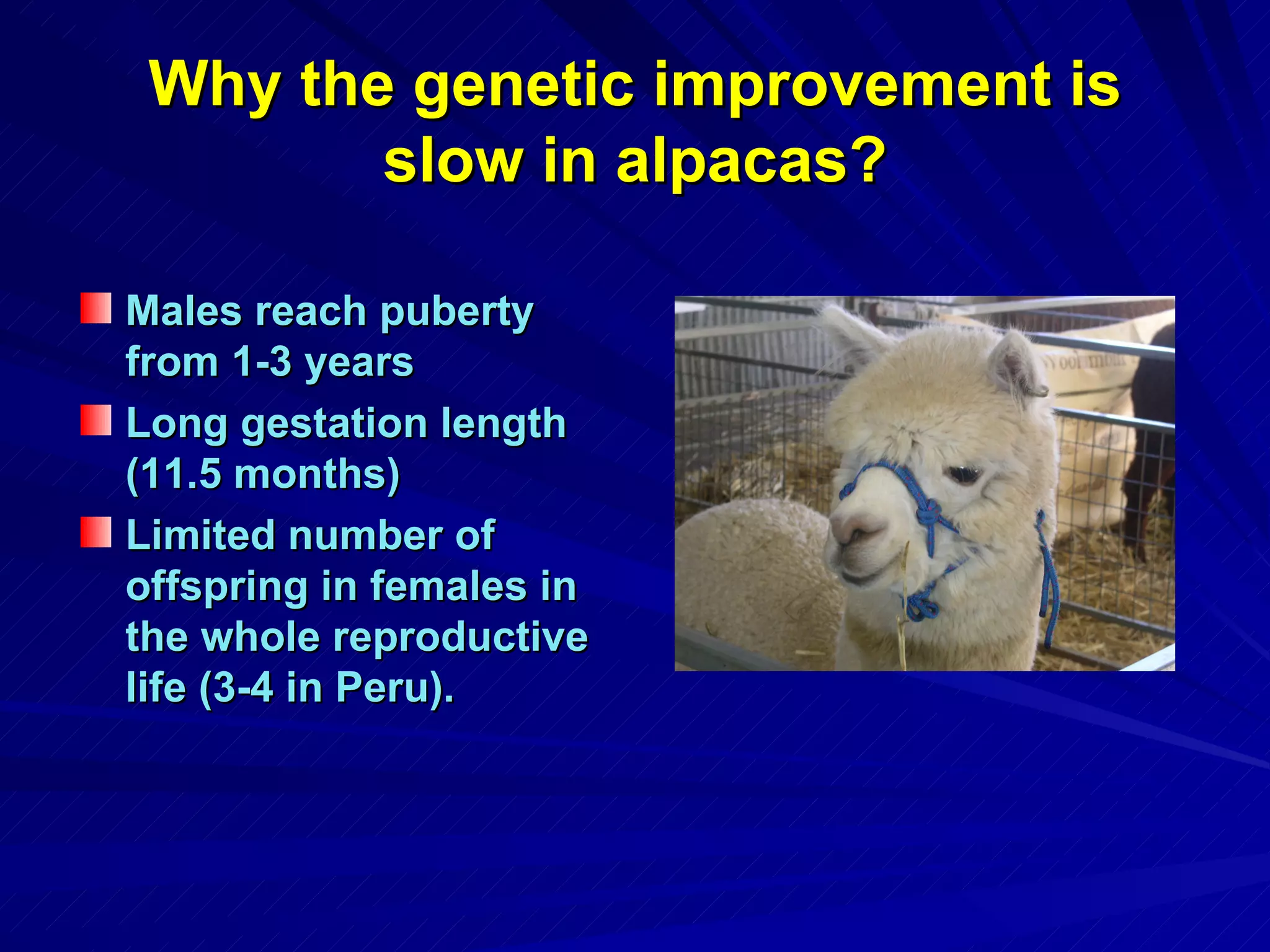Artificial Insemination in Alpacas | PPT