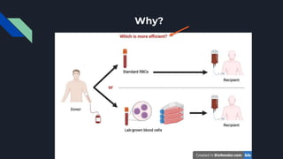 The first clinical trial of lab-grown blood from an allogeneic donor.pptx