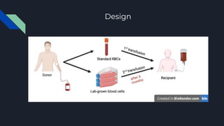 The first clinical trial of lab-grown blood from an allogeneic donor.pptx