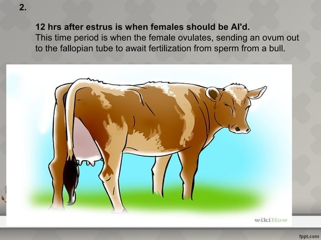 Artificial breeding methods | PPT | Infertility | Reproductive Health