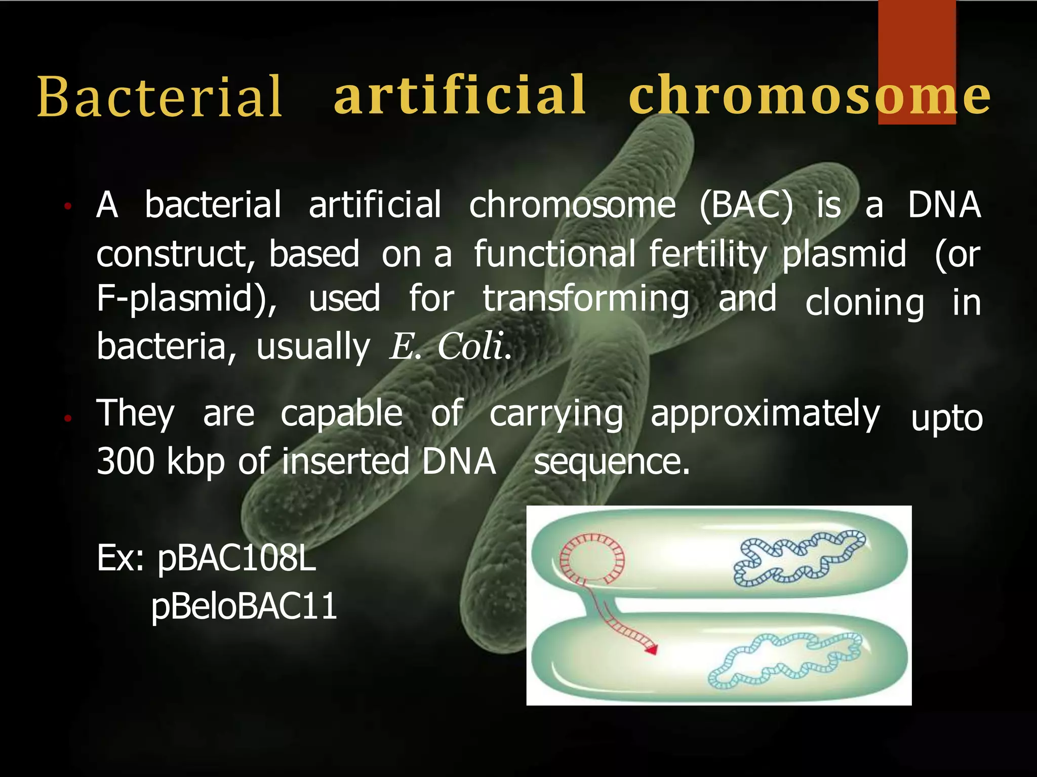 Artificial chromosome | PPTX