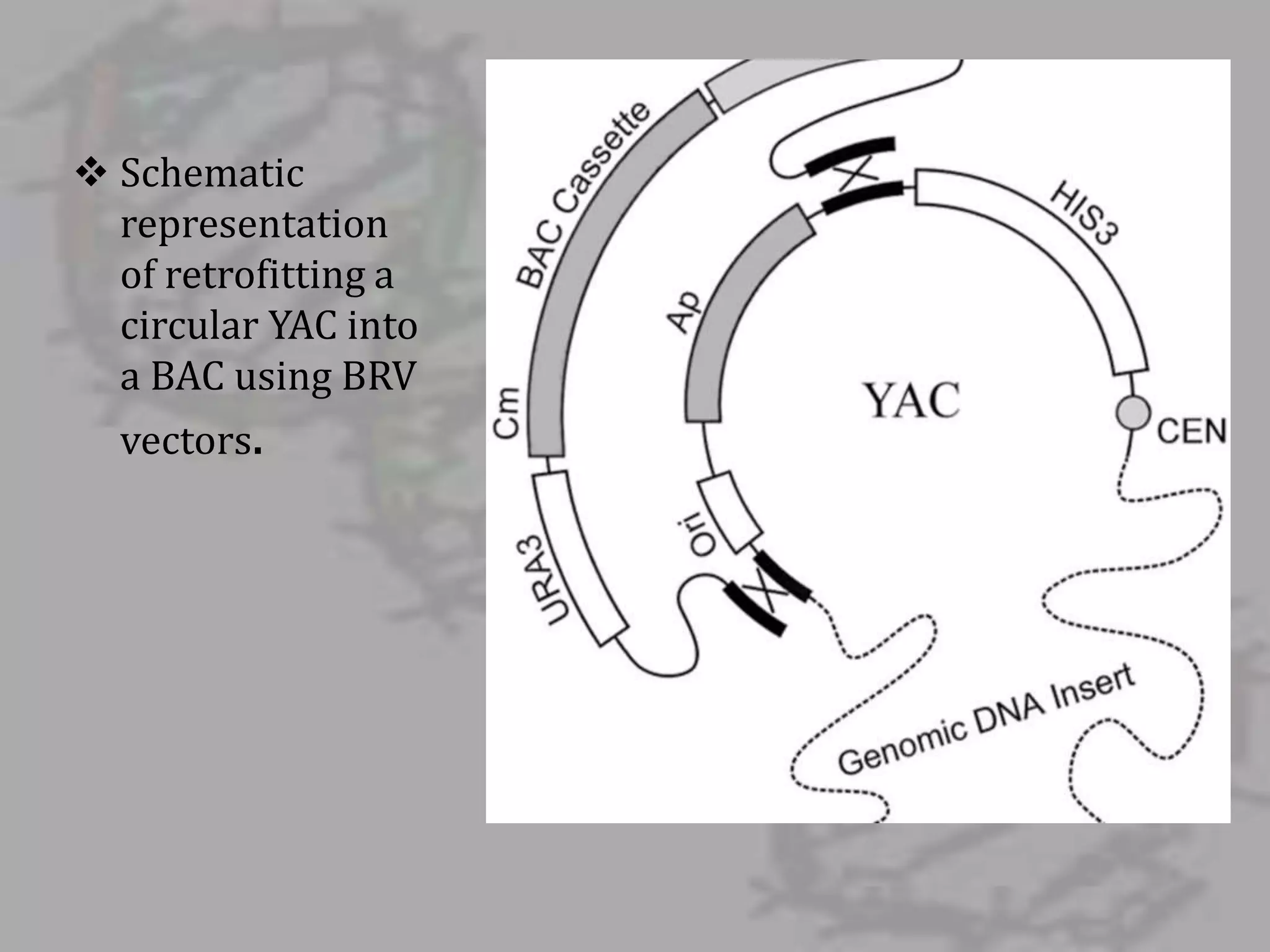 Artificial chromosomes - YAC and BAC | PPTX