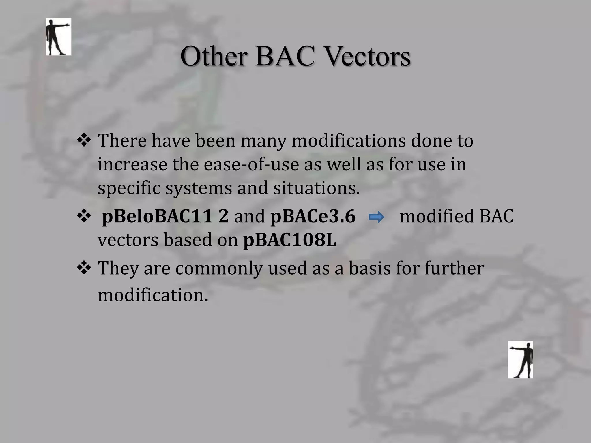 Artificial chromosomes - YAC and BAC | PPTX