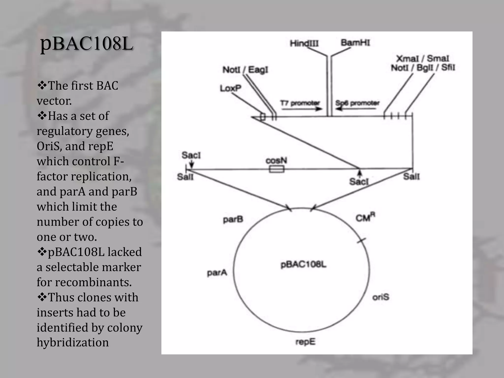 Artificial chromosomes - YAC and BAC | PPTX