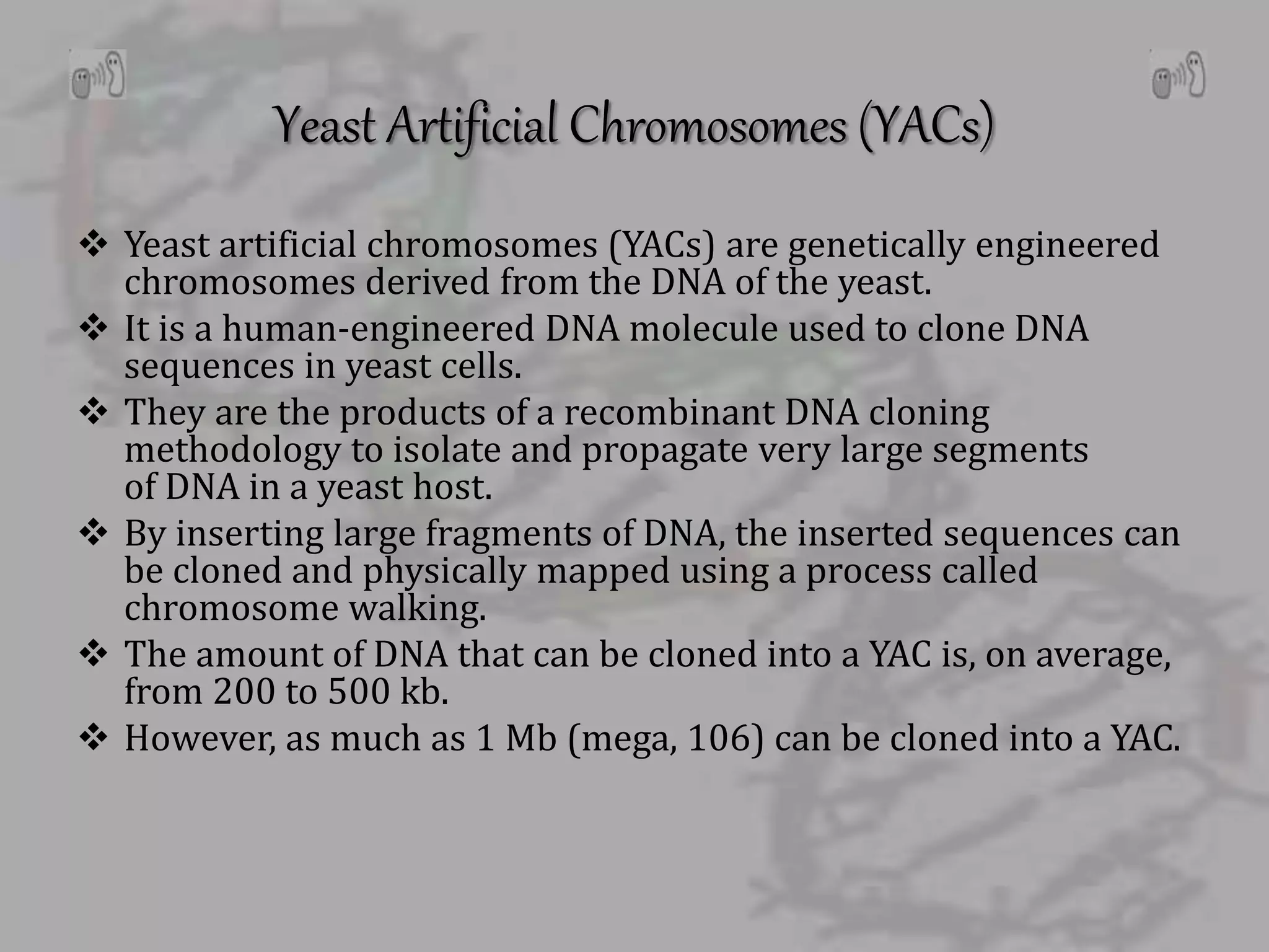 Artificial chromosomes - YAC and BAC | PPTX