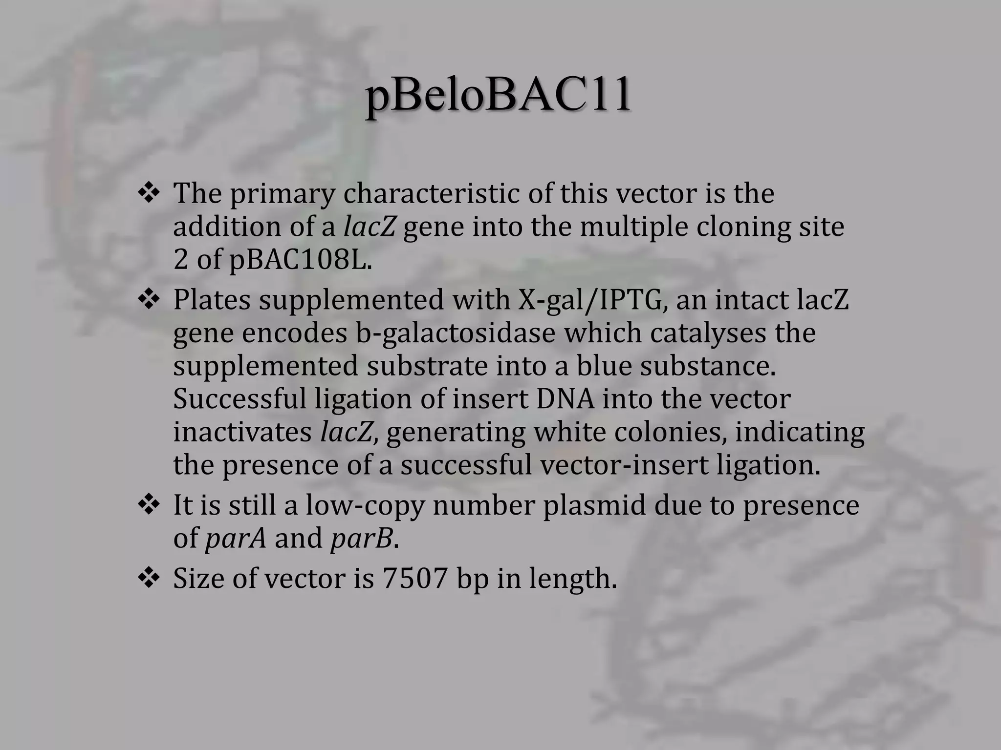 Artificial chromosomes - YAC and BAC | PPTX