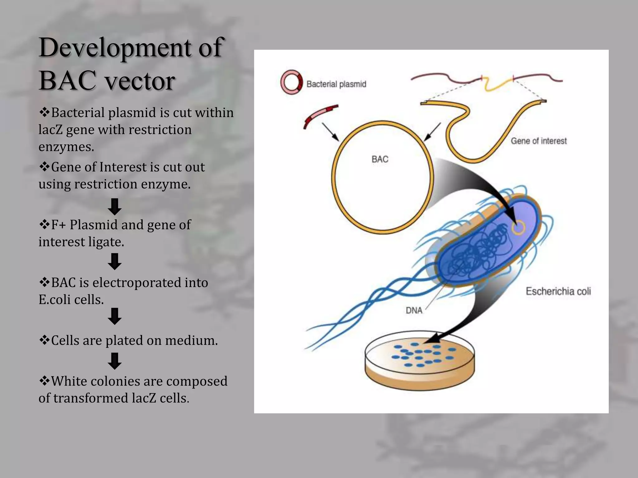 Artificial chromosomes - YAC and BAC | PPTX