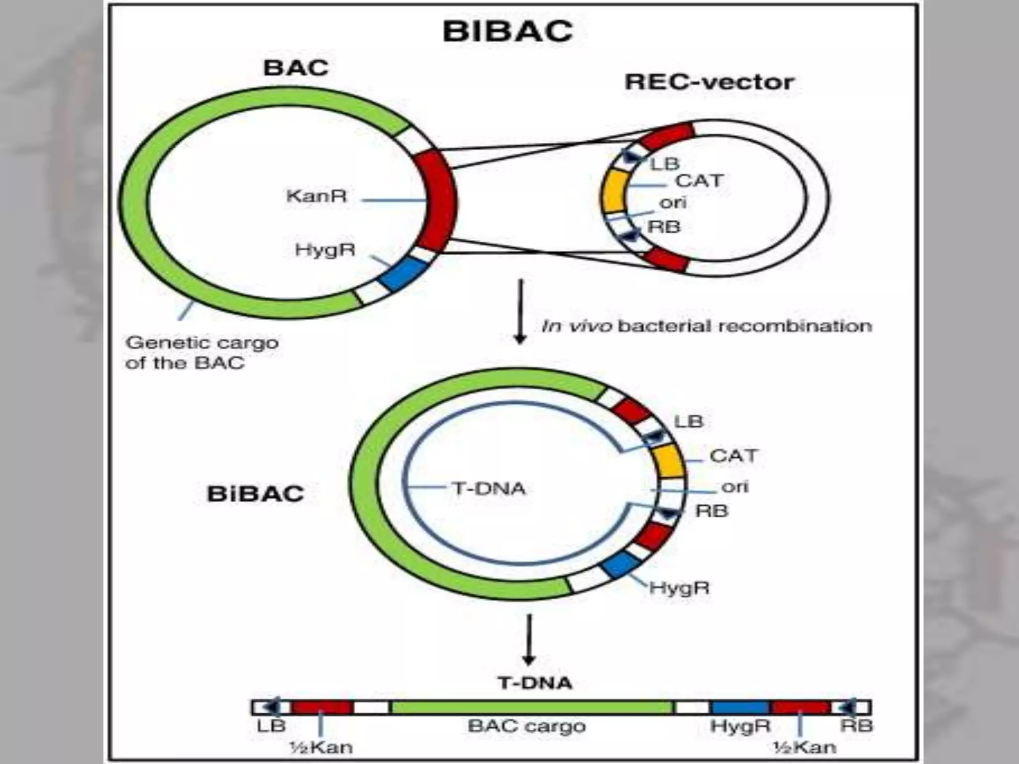 Artificial chromosomes - YAC and BAC | PPTX
