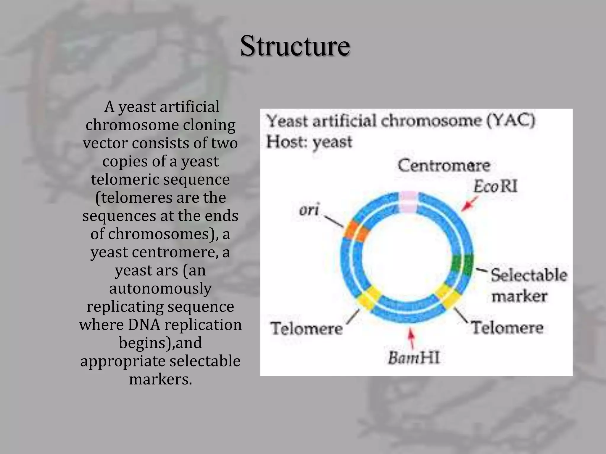 Artificial chromosomes - YAC and BAC | PPTX