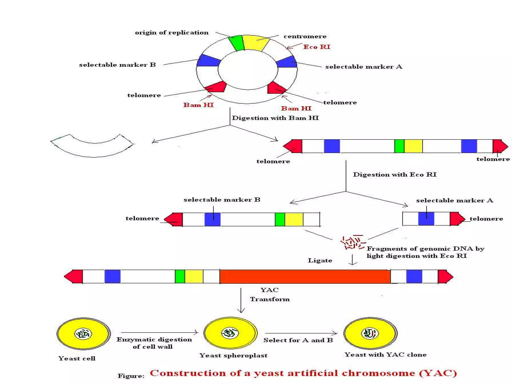 Artificial chromosomes - YAC and BAC | PPTX