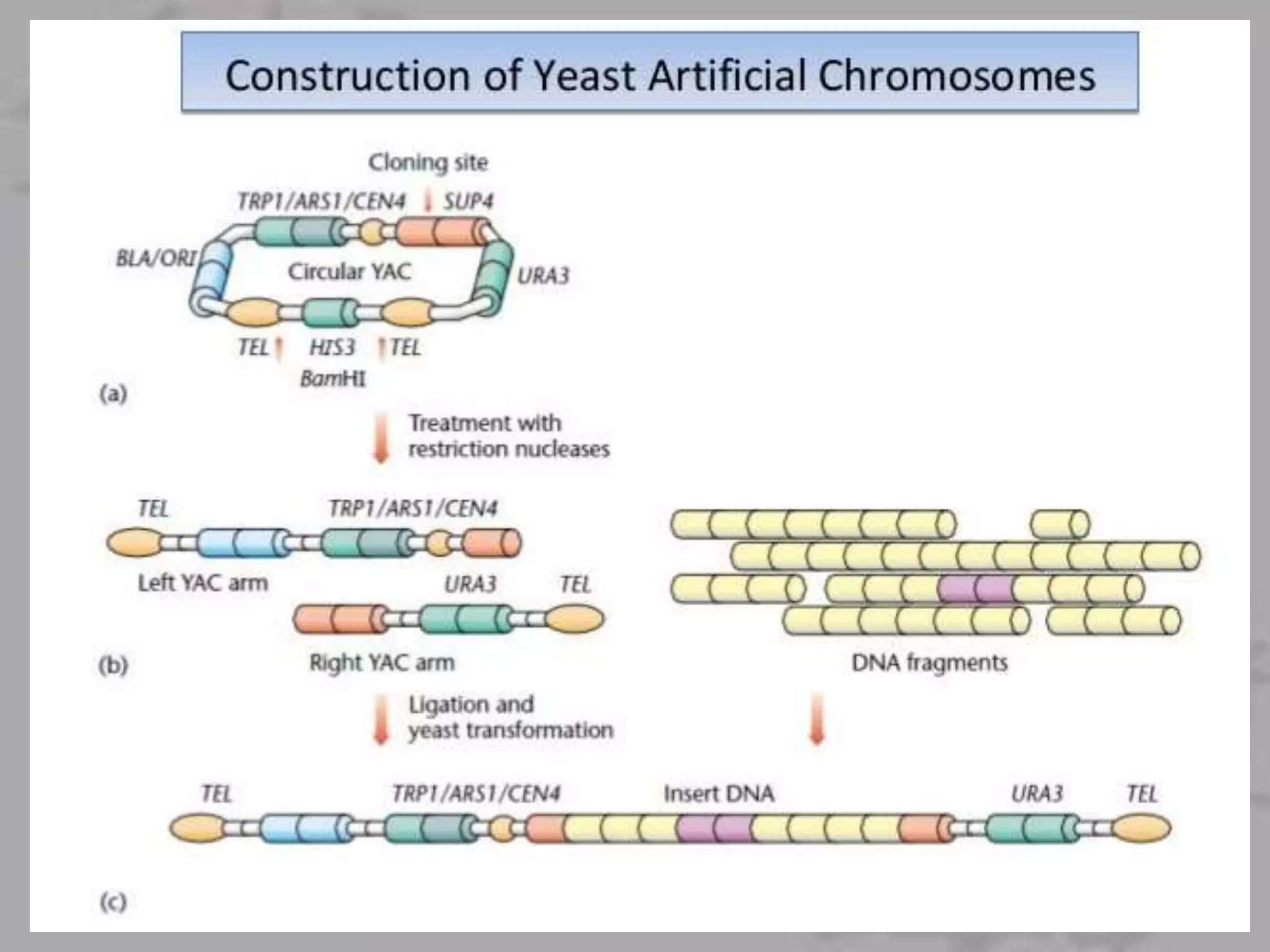 Artificial chromosomes - YAC and BAC | PPTX