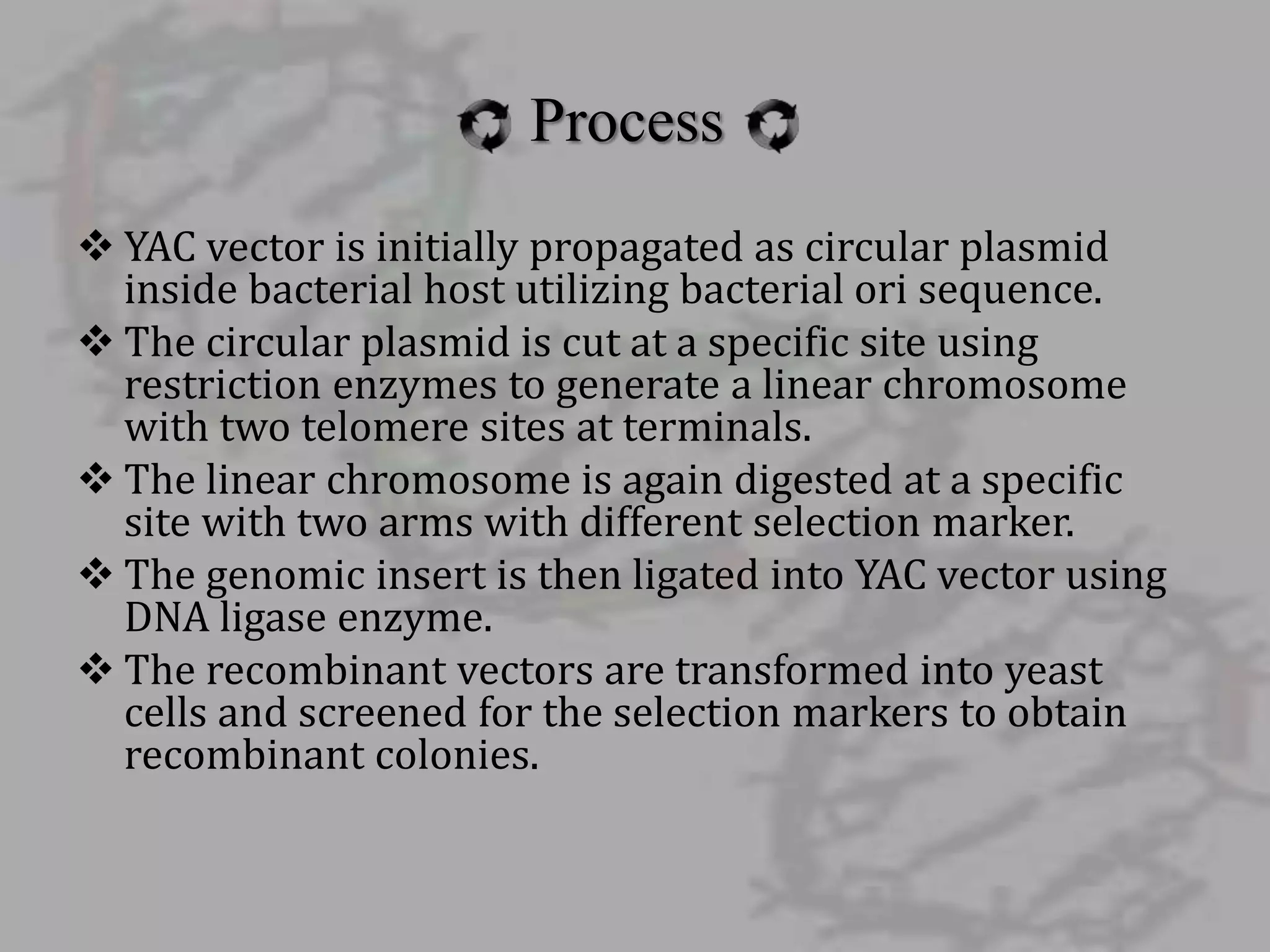 Artificial chromosomes - YAC and BAC | PPTX