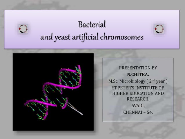 Artificial chromosomes - YAC and BAC | PPTX | Genetics | Science