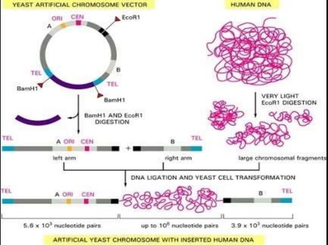 Artificial chromosomes - YAC and BAC | PPTX | Genetics | Science