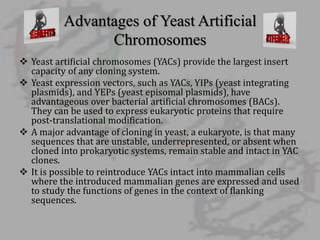 Artificial chromosomes - YAC and BAC | PPTX