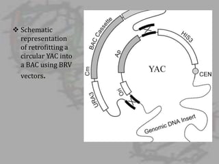 Artificial chromosomes - YAC and BAC | PPTX