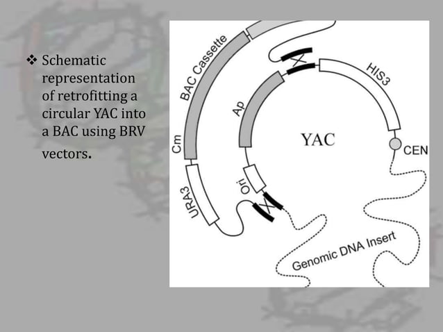 Artificial chromosomes - YAC and BAC | PPTX | Genetics | Science
