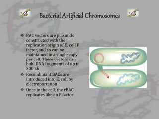Artificial chromosomes - YAC and BAC | PPTX