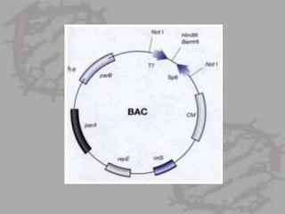 Artificial chromosomes - YAC and BAC | PPTX