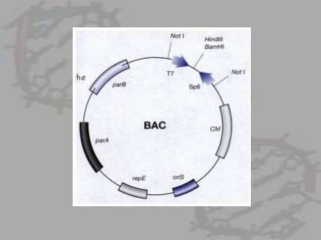 Artificial chromosomes - YAC and BAC | PPTX | Genetics | Science