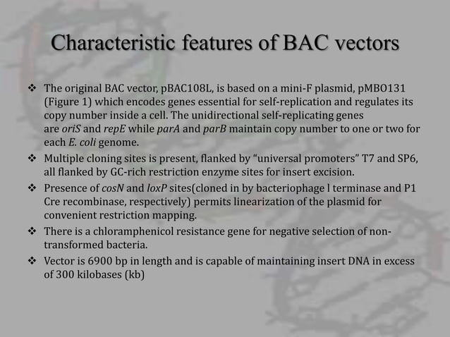 Artificial chromosomes - YAC and BAC | PPTX | Genetics | Science