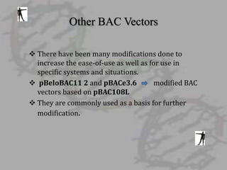 Artificial chromosomes - YAC and BAC | PPTX