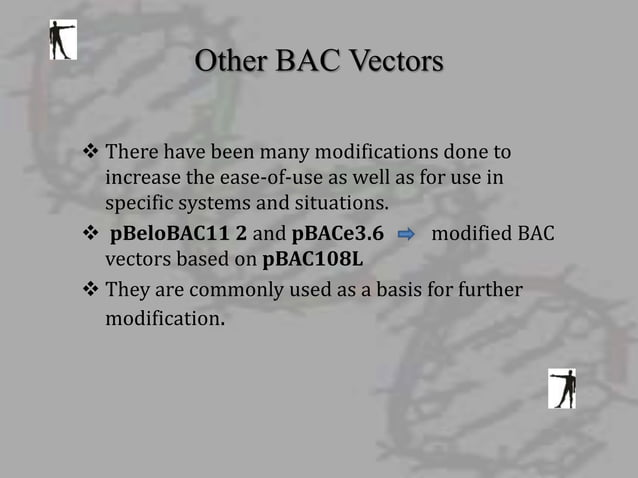 Artificial chromosomes - YAC and BAC | PPTX | Genetics | Science