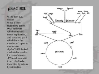 Artificial chromosomes - YAC and BAC | PPTX