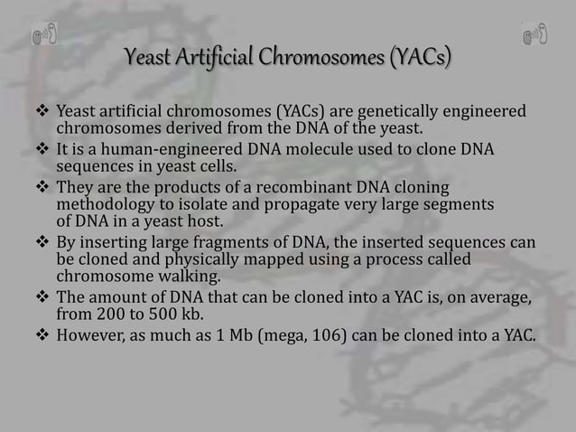 Artificial chromosomes - YAC and BAC | PPTX | Genetics | Science