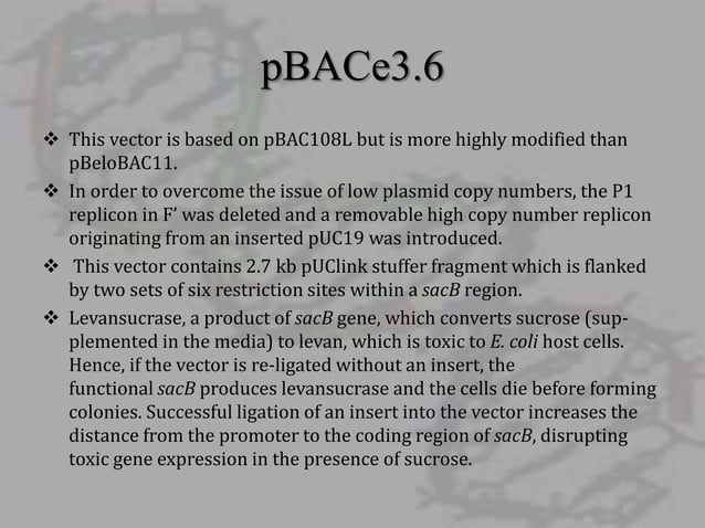 Artificial chromosomes - YAC and BAC | PPTX | Genetics | Science