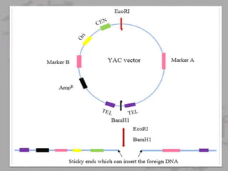 Artificial chromosomes - YAC and BAC | PPTX