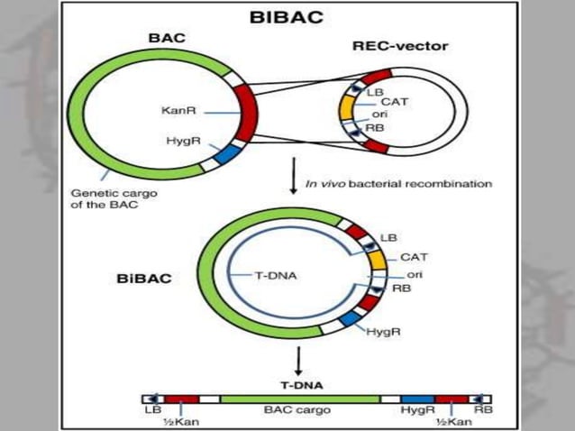 Artificial chromosomes - YAC and BAC | PPTX | Genetics | Science