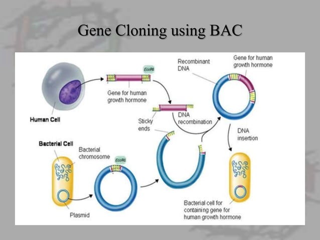 Artificial chromosomes - YAC and BAC | PPTX | Genetics | Science