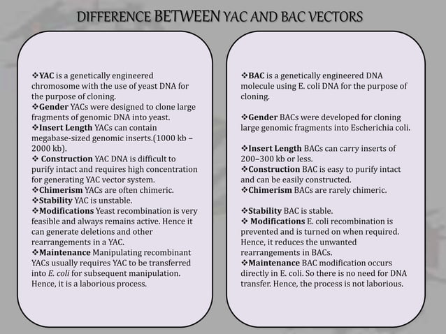 Artificial chromosomes - YAC and BAC | PPTX | Genetics | Science