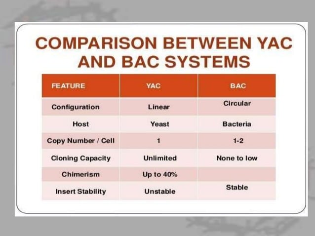 Artificial chromosomes - YAC and BAC | PPTX | Genetics | Science