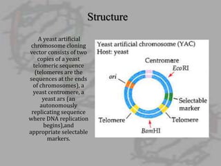 Artificial chromosomes - YAC and BAC | PPTX