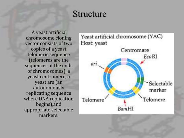 Artificial chromosomes - YAC and BAC | PPTX | Genetics | Science