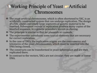 Artificial chromosomes - YAC and BAC | PPTX